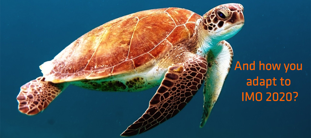 turtle | The Switch